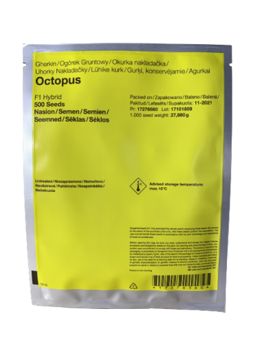 Ogórek gruntowy Octopus F1 500 nasion Syngenta